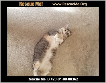 - Missouri Cat Rescue - ADOPTIONS - Rescue Me!