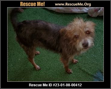 - Arizona Yorkie Rescue - ADOPTIONS - Rescue Me!