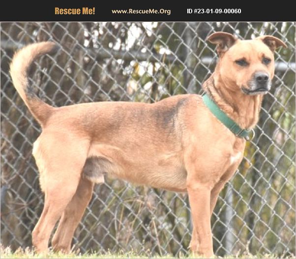 ADOPT 23010900060 ~ Black Mouth Cur Rescue ~ INVERNESS, FL
