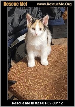 - South Carolina Cat Rescue - ADOPTIONS - Rescue Me!