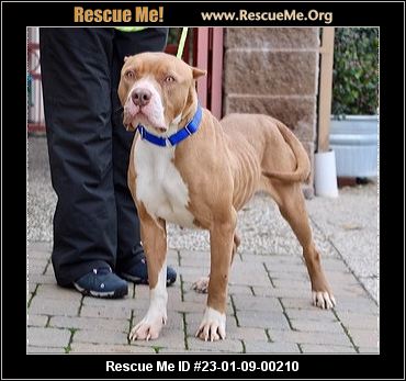 - California American Bulldog Rescue - ADOPTIONS - Rescue Me!