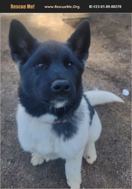 ADOPT 23010900278 ~ Akita Rescue ~ Romoland, CA