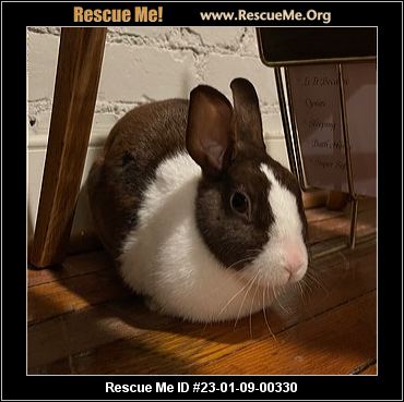 - Virginia Rabbit Rescue - ADOPTIONS - Rescue Me!