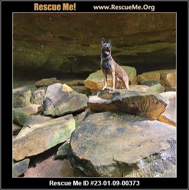 - Indiana Belgian Malinois Rescue - ADOPTIONS - Rescue Me!