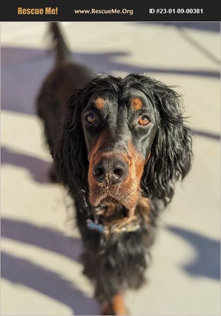ADOPT 23010900381 ~ Gordon Setter Rescue ~ Scottsdale, AZ