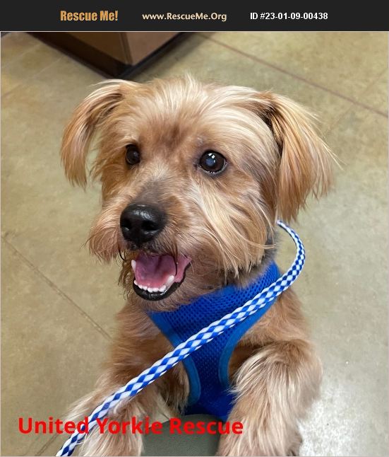 ADOPT 23010900438 ~ Yorkie Rescue ~ Bell County, TX