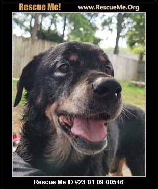 - Virginia Rottweiler Rescue - ADOPTIONS - Rescue Me!