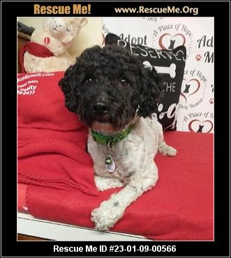 - Florida Poodle Rescue - ADOPTIONS - Rescue Me!