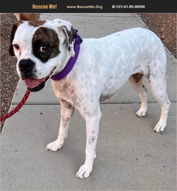ADOPT 23010900568 ~ Boxer Rescue ~ Marana, AZ