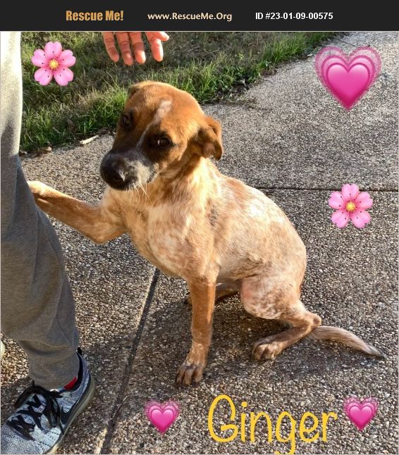 ADOPT 23010900575 ~ Australian Cattle Dog Rescue ~ Colorado