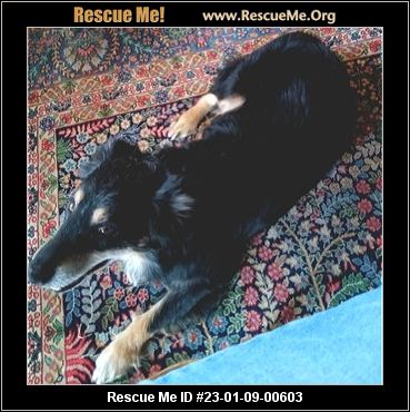 - Texas Australian Shepherd Rescue - ADOPTIONS - Rescue Me!