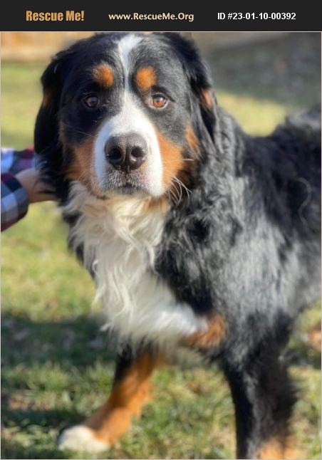 ADOPT 23011000392 ~ Bernese Mountain Dog Rescue ~ Galloway, OH