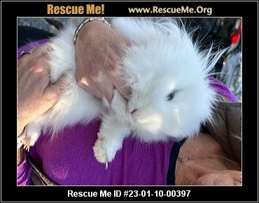 - Georgia Rabbit Rescue - ADOPTIONS - Rescue Me!
