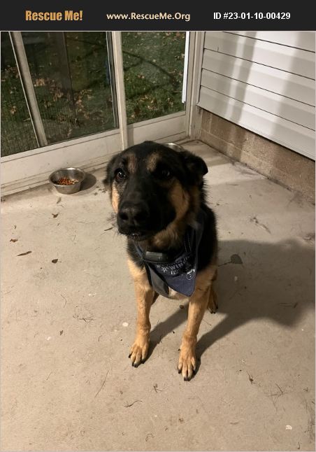 ADOPT 23011000429 ~ German Shepherd Rescue ~ Rochester, NY, NY