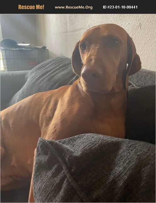 ADOPT 23011000441 ~ Vizsla Rescue ~ Bulverde, TX