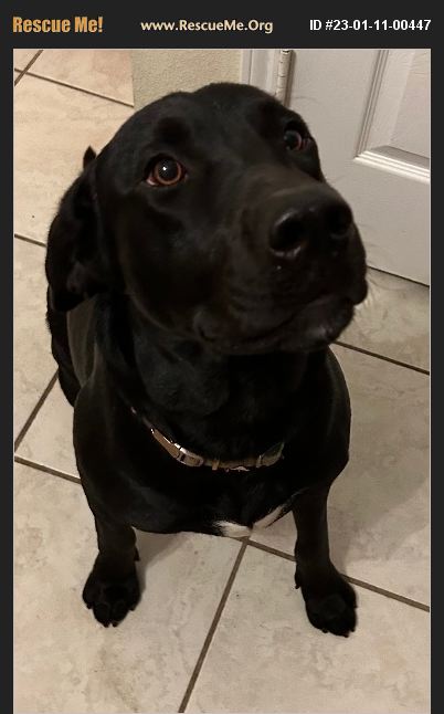 ADOPT 23011100447 ~ Chesapeake Bay Retriever Rescue ~ Houston, TX