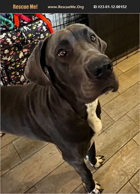 ADOPT 23011200152 ~ Great Dane Rescue ~ Georgia