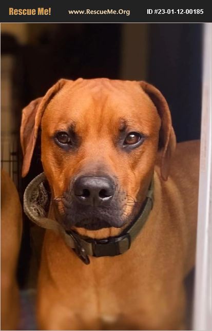 ADOPT 23011200185 ~ Rhodesian Ridgeback Rescue ~ St Augustine, FL