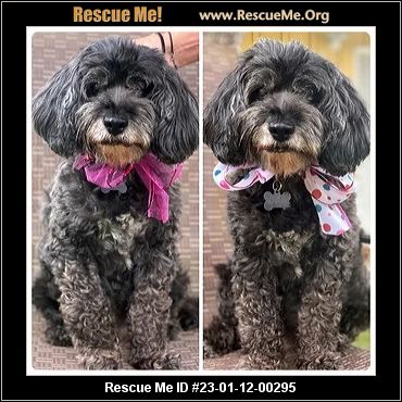 - California Cockapoo Rescue - ADOPTIONS - Rescue Me!