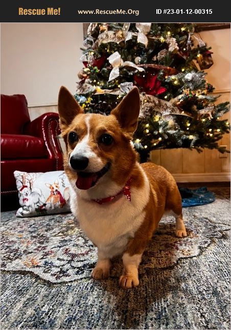 ADOPT 23011200315 ~ Corgi Rescue ~ AMARILLO, TX