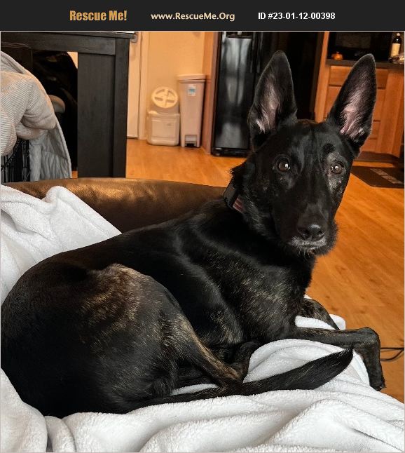 ADOPT 23011200398 ~ Dutch Shepherd Rescue ~ Arlington, VA