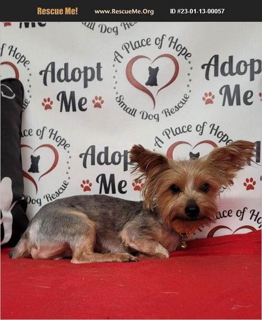 ADOPT 23011300057 ~ Yorkie Rescue ~ Pensacola, FL