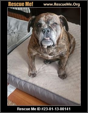 - New York Bulldog Rescue - ADOPTIONS - Rescue Me!