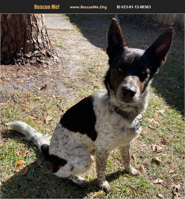 ADOPT 23011300363 ~ Border Collie Rescue ~ , FL