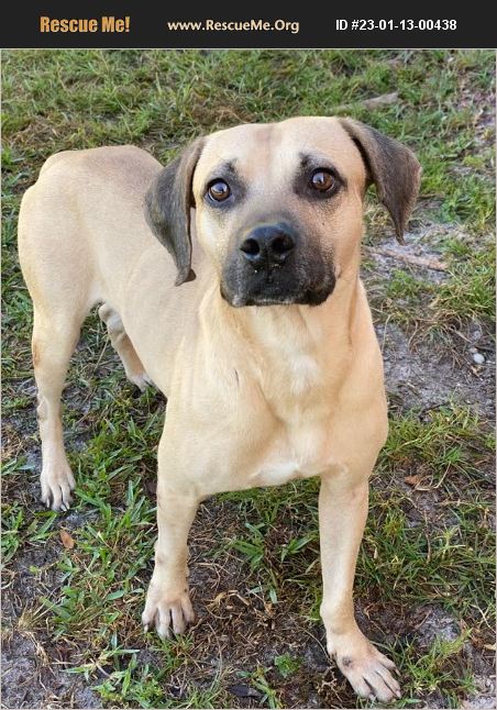 ADOPT 23011300438 ~ Black Mouth Cur Rescue ~ Fort Myers Beach, FL