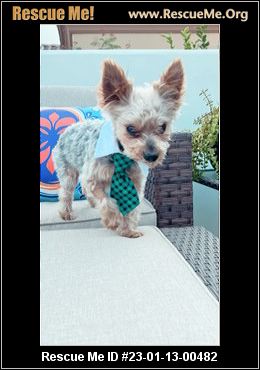 - California Yorkie Rescue - ADOPTIONS - Rescue Me!