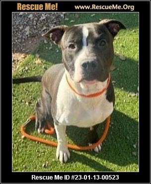 - Arizona Pit Bull Rescue - ADOPTIONS - Rescue Me!