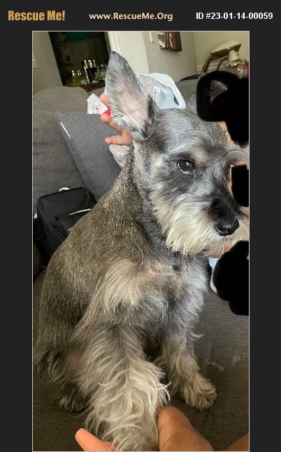 ADOPT 23011400059 ~ Schnauzer Rescue ~ Jacksonville, FL