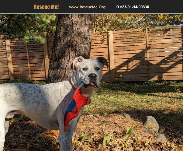 ADOPT 23011400336 ~ Boxer Rescue ~ Madison, WI