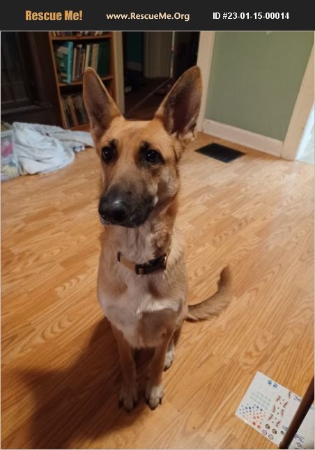 ADOPT 23011500014 ~ German Shepherd Rescue ~ Eugene, OR