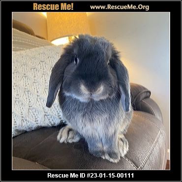 - Illinois Rabbit Rescue - ADOPTIONS - Rescue Me!