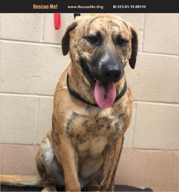 ADOPT 23011500114 ~ Mountain Cur Rescue ~ GADSDEN, AL