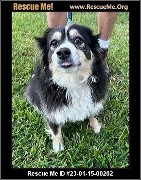 - Florida Australian Shepherd Rescue - ADOPTIONS - Rescue Me!