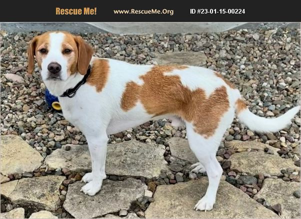 ADOPT 23011500224 ~ Beagle Rescue ~ Lisbon, IA