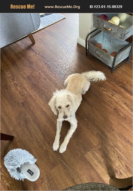 ADOPT 23011500329 ~ Cockapoo Rescue ~ Carlsbad, CA