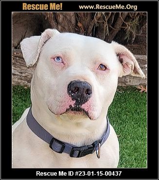 - New Mexico Dog Rescue - ADOPTIONS - Rescue Me!