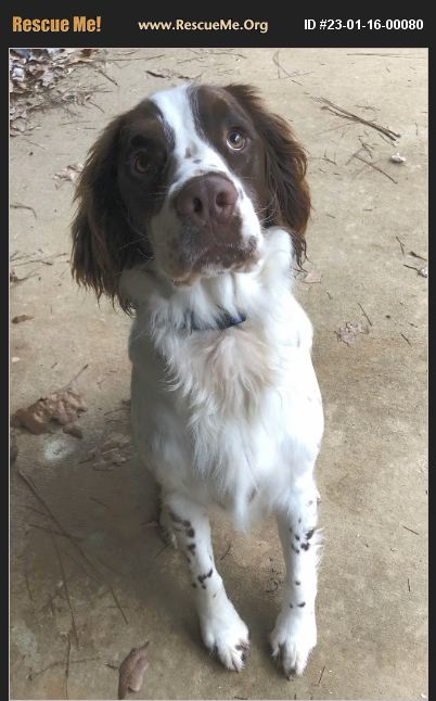 ADOPT 23011600080 ~ English Springer Spaniel Rescue ~ Loganville, GA
