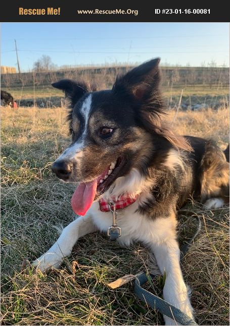 ADOPT 23011600081 ~ Border Collie Rescue ~ Waynesboro, PA