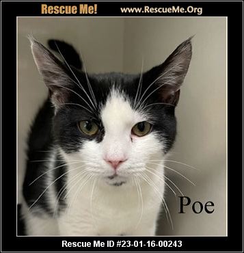 - Pennsylvania Cat Rescue - ADOPTIONS - Rescue Me!