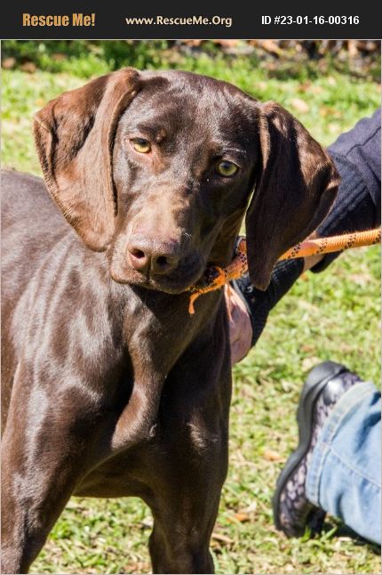 ADOPT 23011600316 ~ German Shorthaired Pointer Rescue ~ Titusville, FL