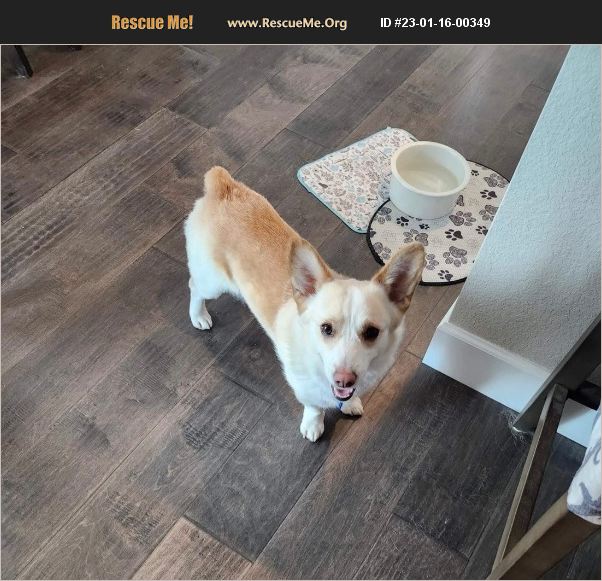 ADOPT 23011600349 ~ Corgi Rescue ~ Denver, CO