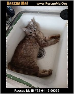 - California Cat Rescue - ADOPTIONS - Rescue Me!