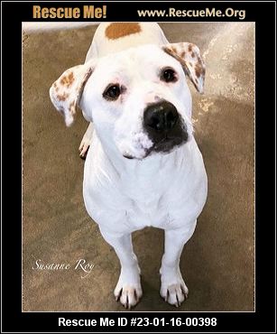 - California English Springer Spaniel Rescue - ADOPTIONS - Rescue Me!