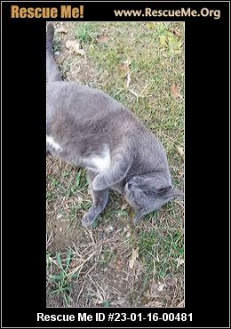- Missouri Cat Rescue - ADOPTIONS - Rescue Me!