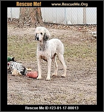 - Ohio Poodle Rescue - ADOPTIONS - Rescue Me!