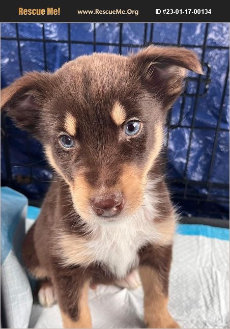 ADOPT 23011700134 ~ Siberian Husky Rescue ~ Yorktown, VA